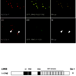 A. A modified two-hybrid assay was used to test for interaction between ...