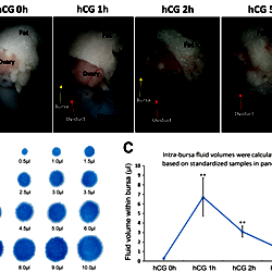 Intra-bursa fluid changed dynamically after PMSG-primed hCG injection.