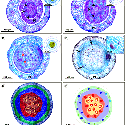 Item - Transverse sections of the stem of Commelina benghalensis L ...