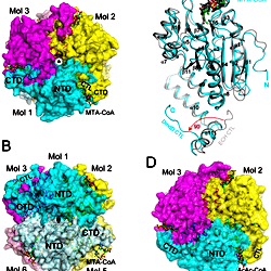 Structure of the DmdD hexamer.