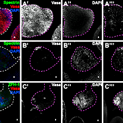 DREF is required independently of the JAK-STAT pathway.
