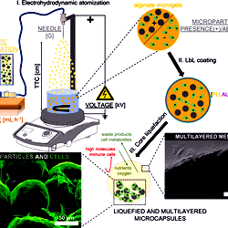 Schematic representation of the production of liquefied and ...