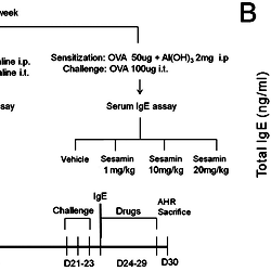 Establishment and validation of the OVA-induced asthma model.