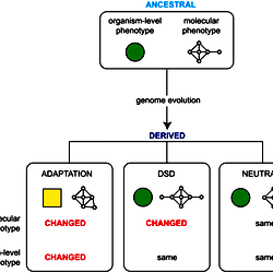 Possible outcomes of genome evolution.