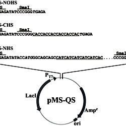 Diagrammatic representation of the three pMS “quick series” vectors.