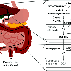 Bile acid synthesis and recirculation.
