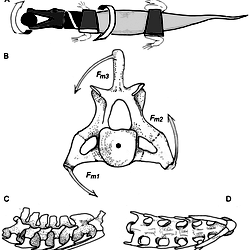 Death roll in a crocodile and its mechanical consequences for the neck.