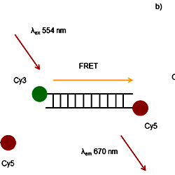 Schematic of Cy3 and Cy5 tagged DNA.