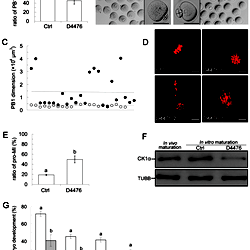 D4476, an inhibitor of CK1, caused oocyte maturation and embryo ...