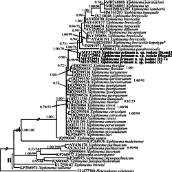 Bayesian 50% majority rule consensus tree inferred using ITS sequences ...