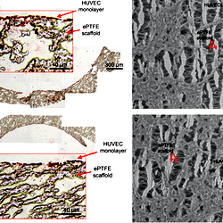 A monolayer of cells lines the luminal surface of complex-shaped BVMs.