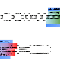 miRNA examples.