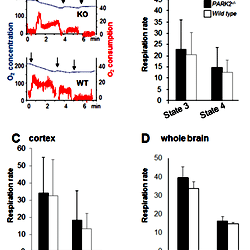 Respiration was similar in brain mitochondrial preparations from 24 ...