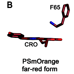 The structures of the PSmOrange and DsRed chromophores.