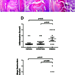 Histological assessment of joint inflammation.