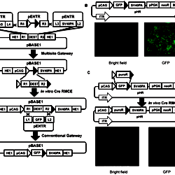 In vitro Cre RMCE cloning and its application in HVAS.