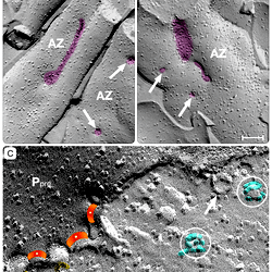 Marking the Active Zone.