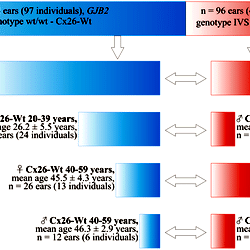 Design of Cx26-H and Cx26-Wt groups.