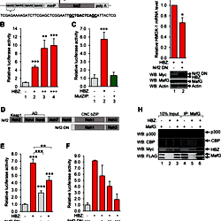 HBZ/small Maf heterodimers activate transcription from T-MAREs.