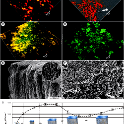 Specific staining, time-course and development model.