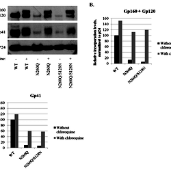 Western blot analysis of the incorporation levels of gp160, gp120 and ...