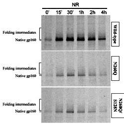 Immunoprecipitation of WT and mutant gp160 with CD4-IgG2.
