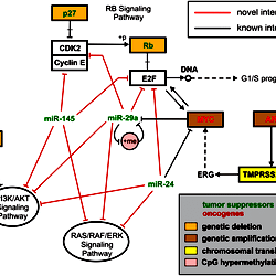 Integrative miRNA-mediated model for PCa development.