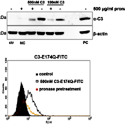 Binding of C3 to HT22 cells after pronase treatment.