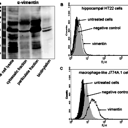 Vimentin is present at the cell surface of HT22 cells and J774A.1 ...