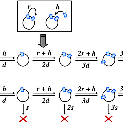 Schematic of the neutral and selection models.