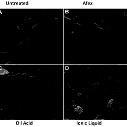 SEM images of untreated and pretreated switchgrass.