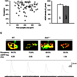 Morphology-synaptic function relationship in wild-type and Sod1−/− EDL neuromuscular junctions ...