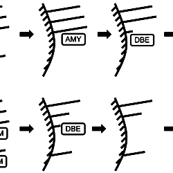 Model for the roles of AMY and BAM in Arabidopsis transient starch ...