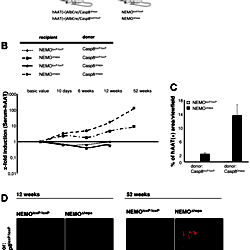 NEMO deficiency in recipient mice favours donor cell selection.