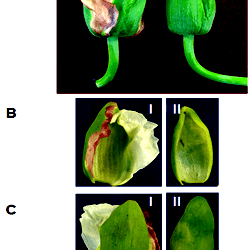 Comparison of floral morphology between the partially petaloid sepal ...