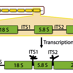 Structure of the rDNA region in Plants.