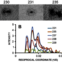 Diffraction patterns across fiber breadth demonstrate lamellar versus ...