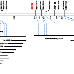 Physical map of the BAC contigs and scaffolds flanking the MlIW172 ...