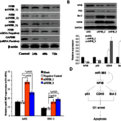 Knockdown of NFIB by siRNA oligos mimics the pro-carcinogenic effects ...