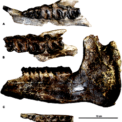 Select Amynodon advenus specimens from the Whistler Squat local fauna.