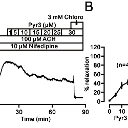 Pyr3 inhibits ACH-induced contraction.