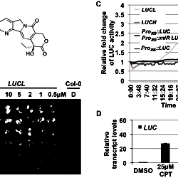 CPT releases LUC activity of LUCL.