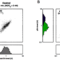 Two-dimensional analysis of Erk and pErk levels.
