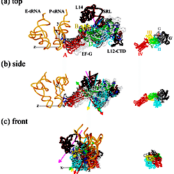 The internal and external motions of EF-G.
