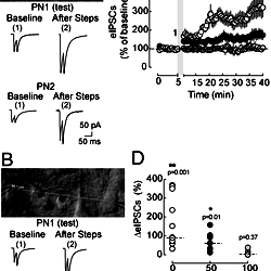 LTPi diffuses to neighboring synapses.