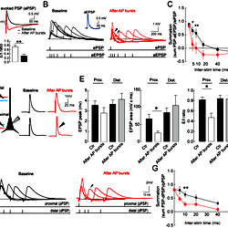 Modulation of pyramidal neuron synaptic integration by LTPi.