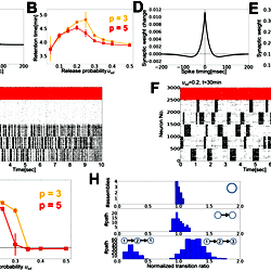 The retention of cell assemblies with Hebbian and symmetric STDP windows.