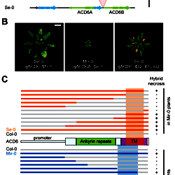 Mapping of causal regions in ACD6 alleles.