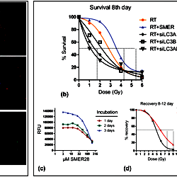 Confocal microscopy for LC3A/LC3B, specific suppression of LC3A (Fig. 5a2) and of LC3B (Fig. 5a3 ...