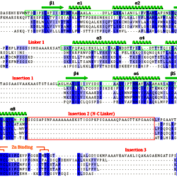 Multiple sequence alignment of p34 proteins from five different organisms.